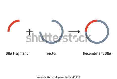 Gene Cloning Plasmids Recombinant Dna Molecular Stock Vector Royalty