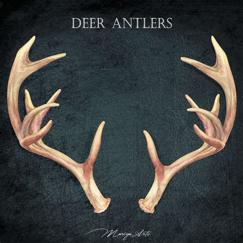 Deer Antlers Clipart Png Realistic Watercolor Bohemian Boho Antler Hand