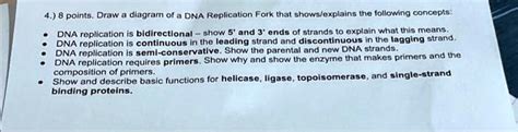 solved 4 8 points draw a diagram of a dna replication fork that shows