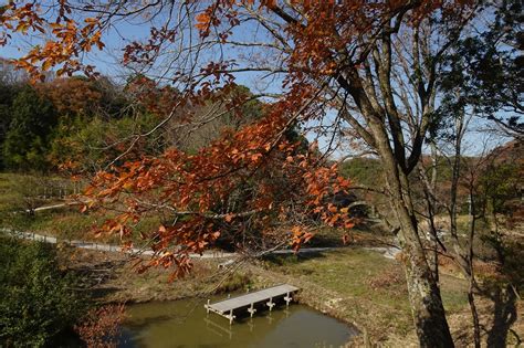 神戸あいな里山公園紅葉の残りカシラダカアトリホオジロジョウビタキモズキセキレイヤマガラメジロ 晴歩雨描