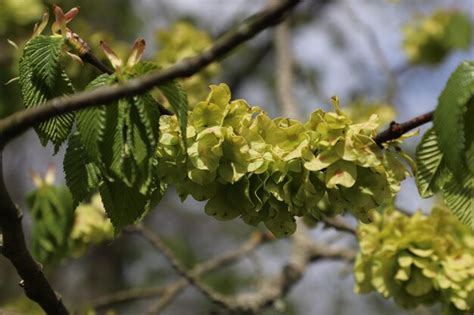 Premium Photo Elm Tree Seeds