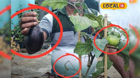 Winter Gardening Tips বেগুন গাছে কাঁড়ি কাঁড়ি লঙ্কা আর টম্যাটো