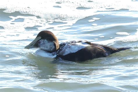 North Carolina Bird Atlas Checklist 21 Jan 2024 Nags Head Jennette