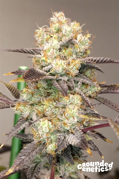 Vitamin Z Zunami X Z Road Grounded Genetics