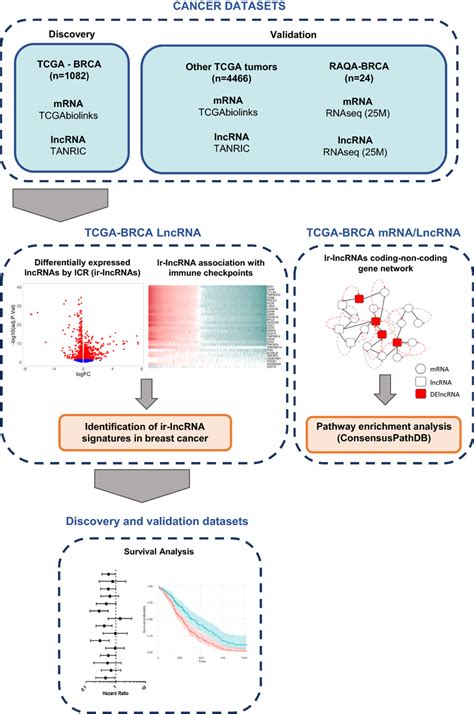 Visual Representation Of Study Workflow We Developed A Multi Step
