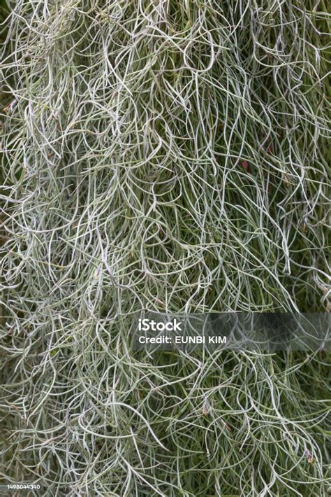 스페인 이끼라고도 알려진 Tillandsia Usneoides는 열대 및 아열대 기후의 큰 나무에서 자주 자라는 착생 꽃