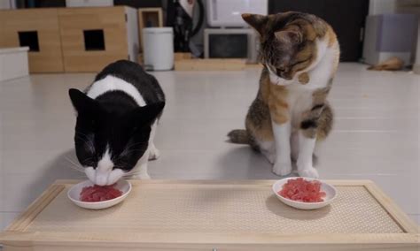 ニャンコにも好き嫌いはあるの？ はじめてマグロをあげてみたら・・・ ｜ ニャンコ大好き倶楽部 〜猫ちゃんは天使です〜