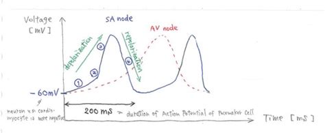 Cardiac Cycle Flashcards Quizlet