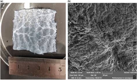A The Macroscopic Surface Morphology Of The Sis After Download Scientific Diagram