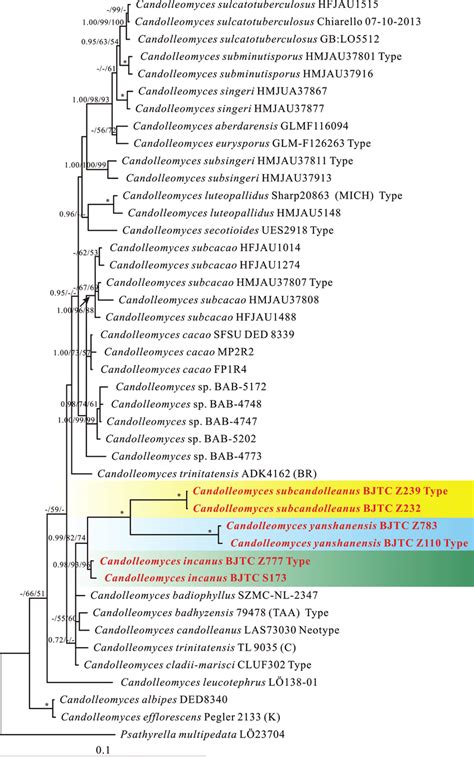 Multi Gene Phylogenetic Tree Obtained From The Bayesian Analysis