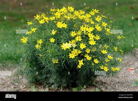 Lanceleaf Coreopsis Needle Leaved Whorled Leaved Tickseed Coreopsis