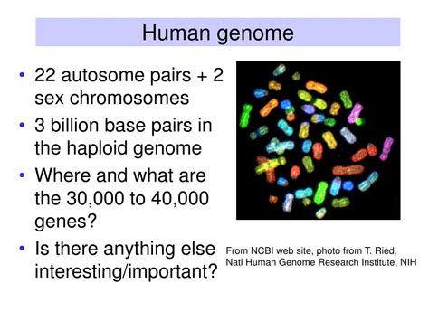 PPT Genome Structure PowerPoint Presentation Free Download ID 3042325
