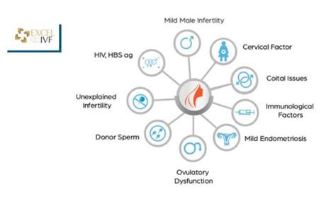 Whats The Difference Between Iui And Ivf