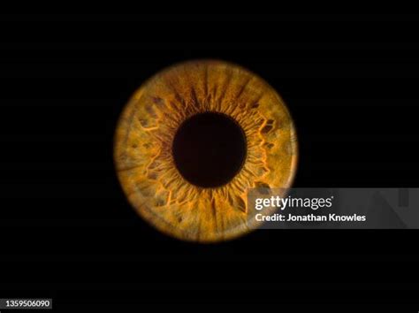 Hazel Iris Photos And Premium High Res Pictures Getty Images