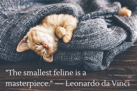 Quotes About Cats Love