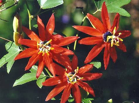 Passiflora Coccinea Red Passion Flower 5seeds Etsy