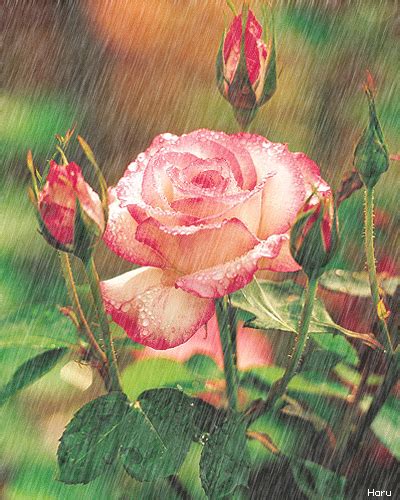 تصاویر متحرك تصاویر متحرك باران 58 تصویر