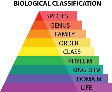 Taxonomy Images Browse Stock Photos Vectors And Video Adobe