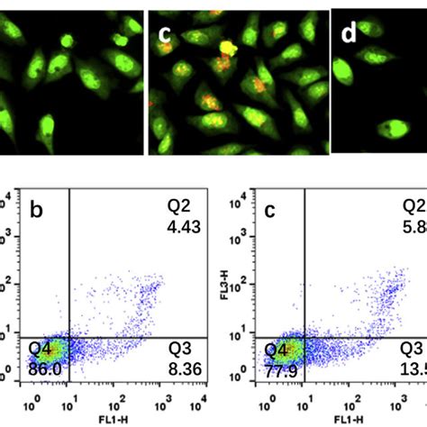 A Apoptosis Assays Of Sgc 7901 Cells A Exposed To 20 Mm Of Ir 1