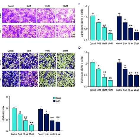 Ouabain Inhibits OS Cell Migration Invasion And Adhesion Ability A