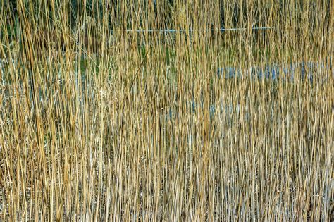 Premium Photo Dry Grass Background Dry Panicles Of Miscanthus