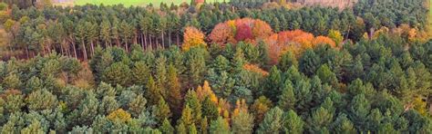 Creating Mixed Species Stands Forest Research