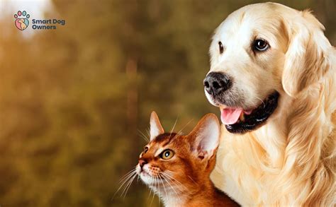 10 Reasons Why Are Dogs Better Than Cats