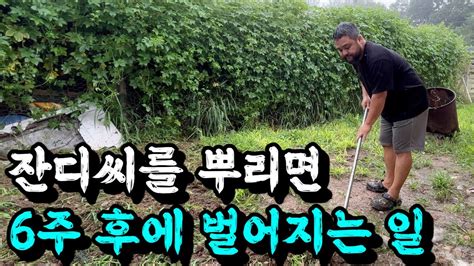 잔디씨를 뿌리면 6주 후에 벌어지는 일 Youtube