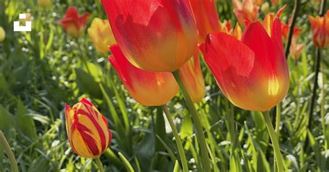 빨간색과 노란색 튤립이 가득한 밭 사진 Unsplash의 무료 Schau Und Sichtungsgarten