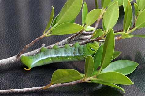 서양 협 죽도 Hawkmoth 애벌레 어둠 반사 층에 나무의 분 지에 0명에 대한 스톡 사진 및 기타 이미지 Istock