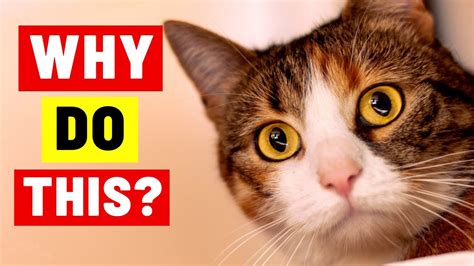 Why Does My Cat STARE At Me YouTube