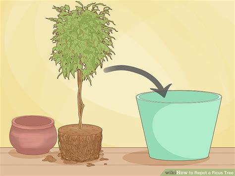 How To Repot A Ficus Tree Steps With Pictures WikiHow