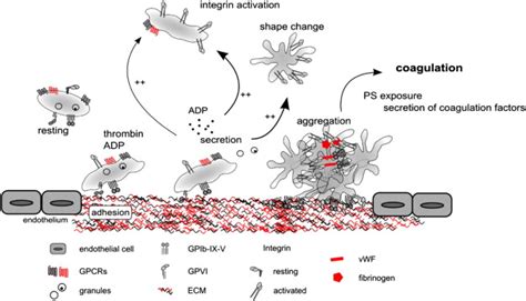Schematic Of Platelet Activation Cascade Leading To The Haemostatic