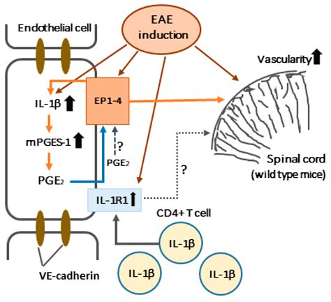 Ijms Free Full Text Endothelial Microsomal Prostaglandin E