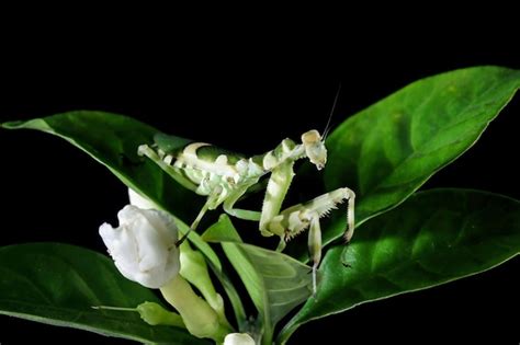 Hermosa Mantis Floral Con Bandas En Hojas Con Fondo Negro Foto Premium