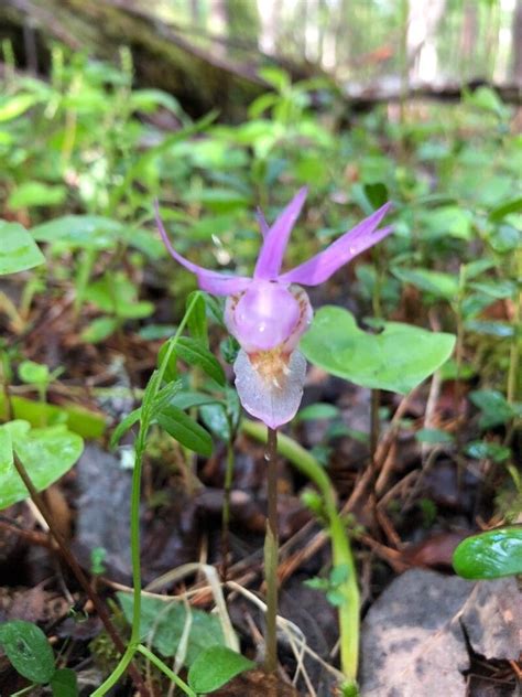 How To Grow Calypso Bulbosa Earthone