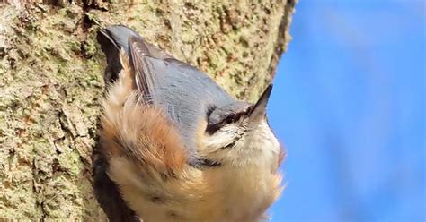 Nuthatch Album On Imgur