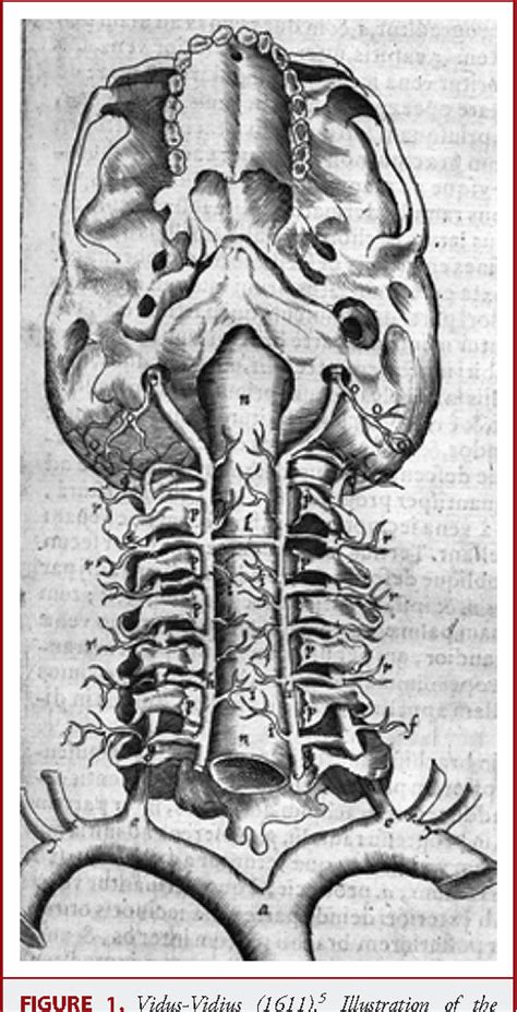 Figure 1 From History Of The Vertebral Venous Plexus And The