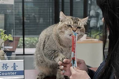 新北迷路貓咪返家 飼主因疏縱寵物獨自在外遭罰3千 中央通訊社 Line Today