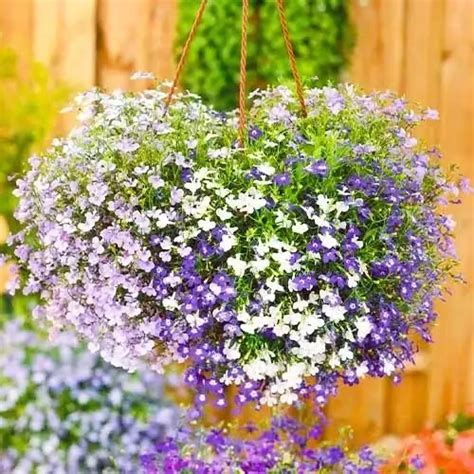 Купить Лобелия Ампельная смесь Разноцветный Семена 0,1 гшт. GreenMarket ...