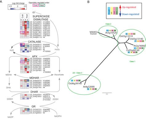 Visualisation Of Transcripts Showing Differential Regulation Between