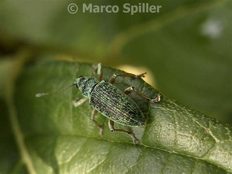 Polydrusus O Phyllobius Natura Mediterraneo Forum Naturalistico