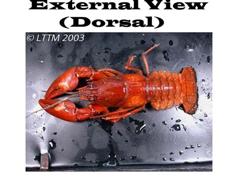 Cambarus External Dorsal View Diagram Quizlet