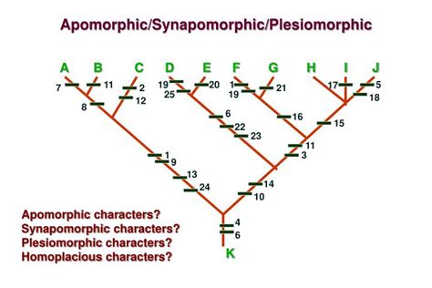 Ppt Phylogenetic Concepts Powerpoint Presentation Id1715104