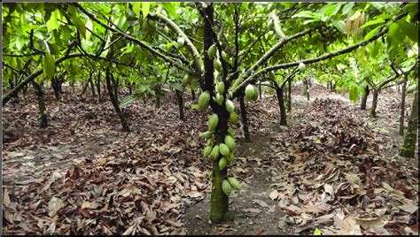 4 Mulching Using Cocoa Leaves Download Scientific Diagram