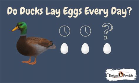 Do Ducks Lay Eggs Every Day And More