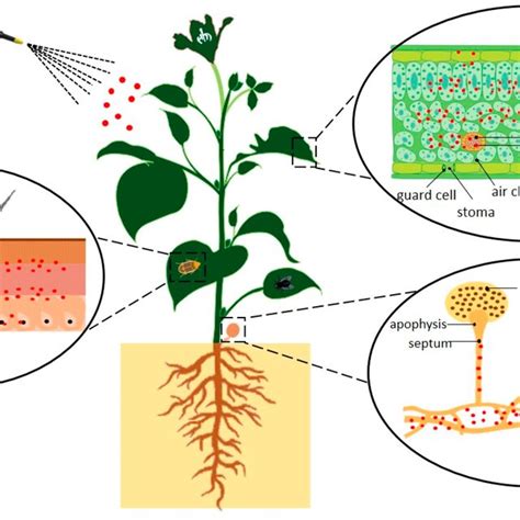 Schematic Diagram Showing The Penetration Of Nanoemulsion Based Download Scientific Diagram