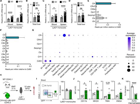 Cell Autonomous Regulation Of Complement C3 By Factor H Limits