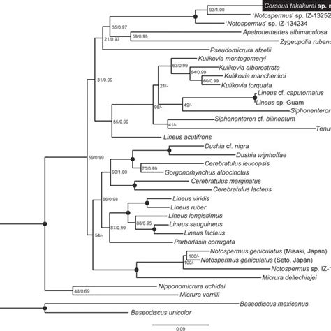 A Phylogenetic Tree Constructed With A Maximum Likelihood Analysis