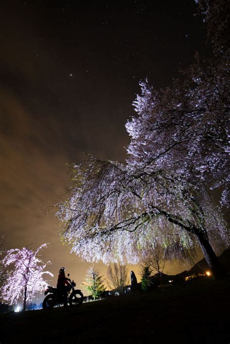 夜に桜に会いに行くツーリング GANREF